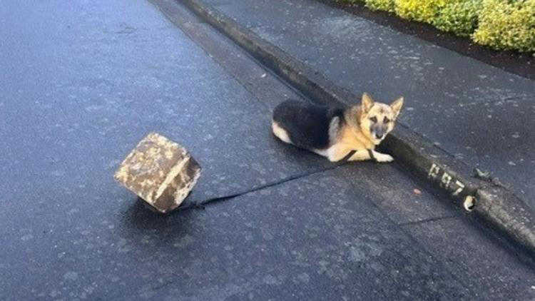 Dog found tied to a cement block in Woodburn, police say