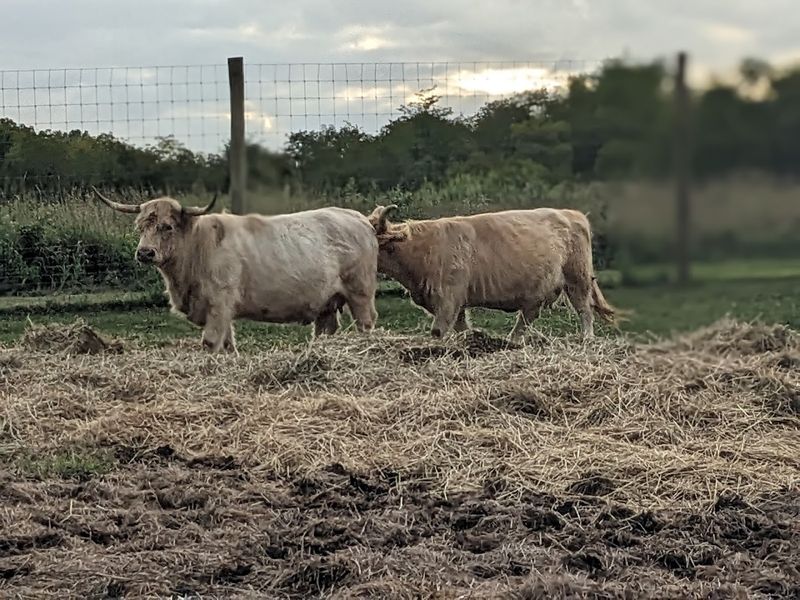 This New Jersey cow farm will make you think you’re in Scotland