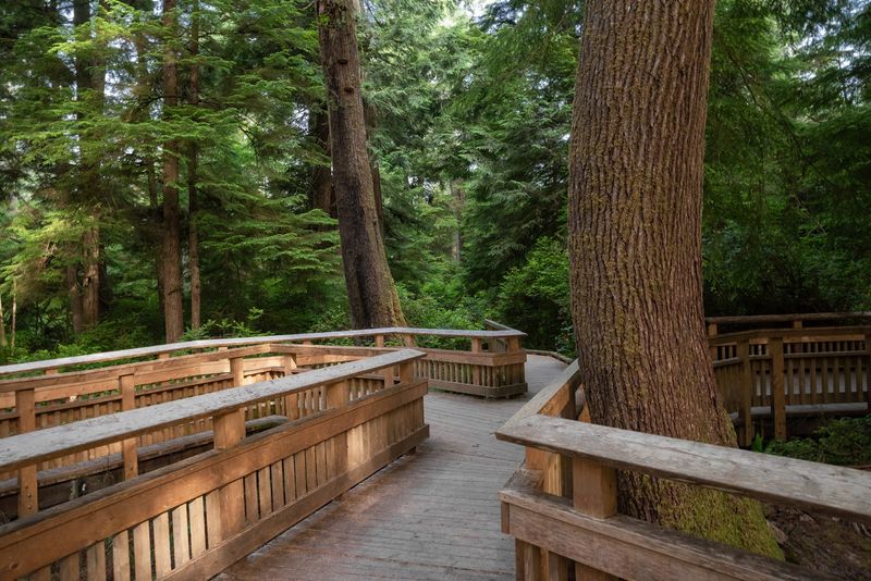 The Oregon boardwalk trail that takes you through a forest most people ...