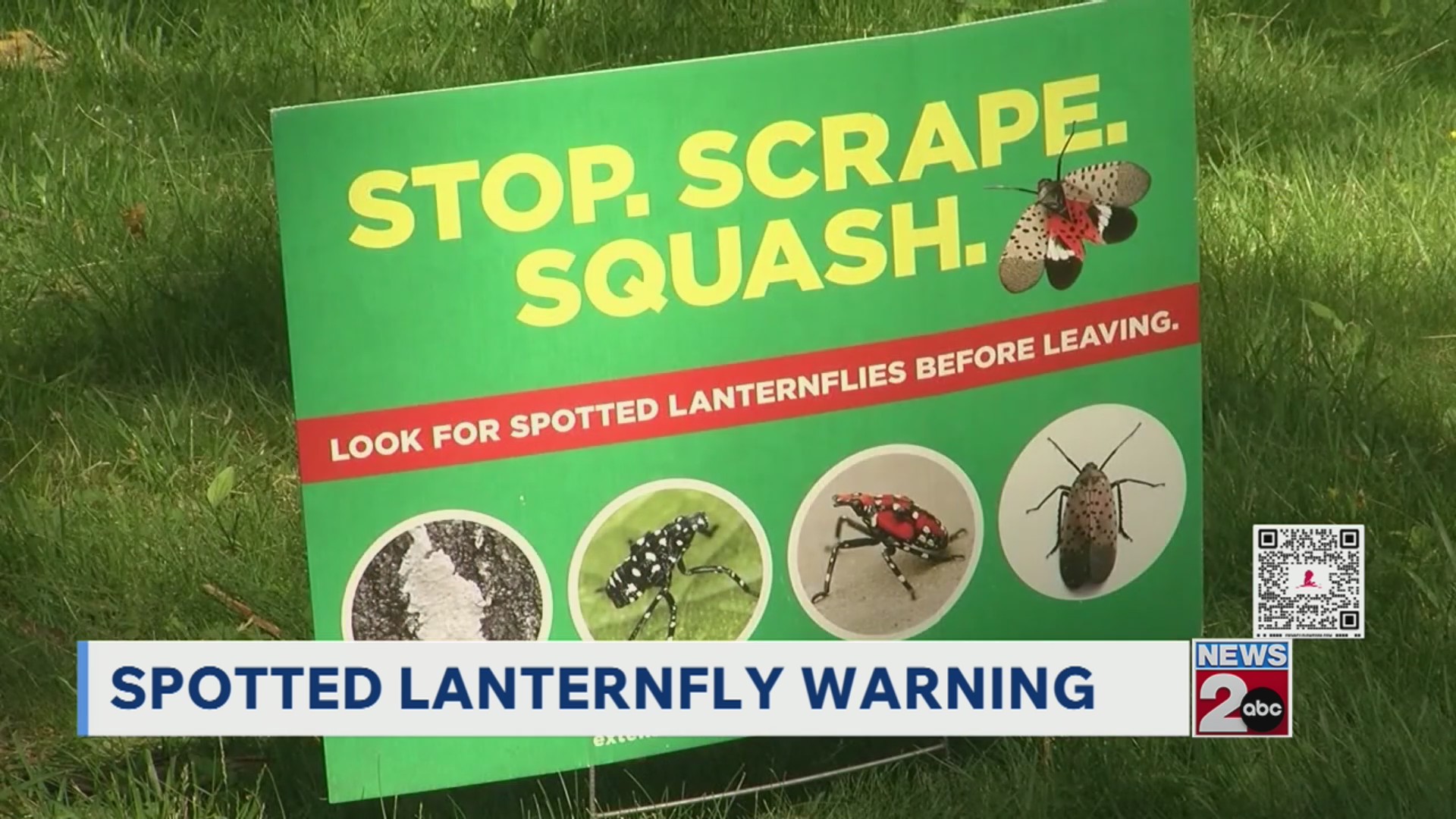 Spotted lanternfly warning