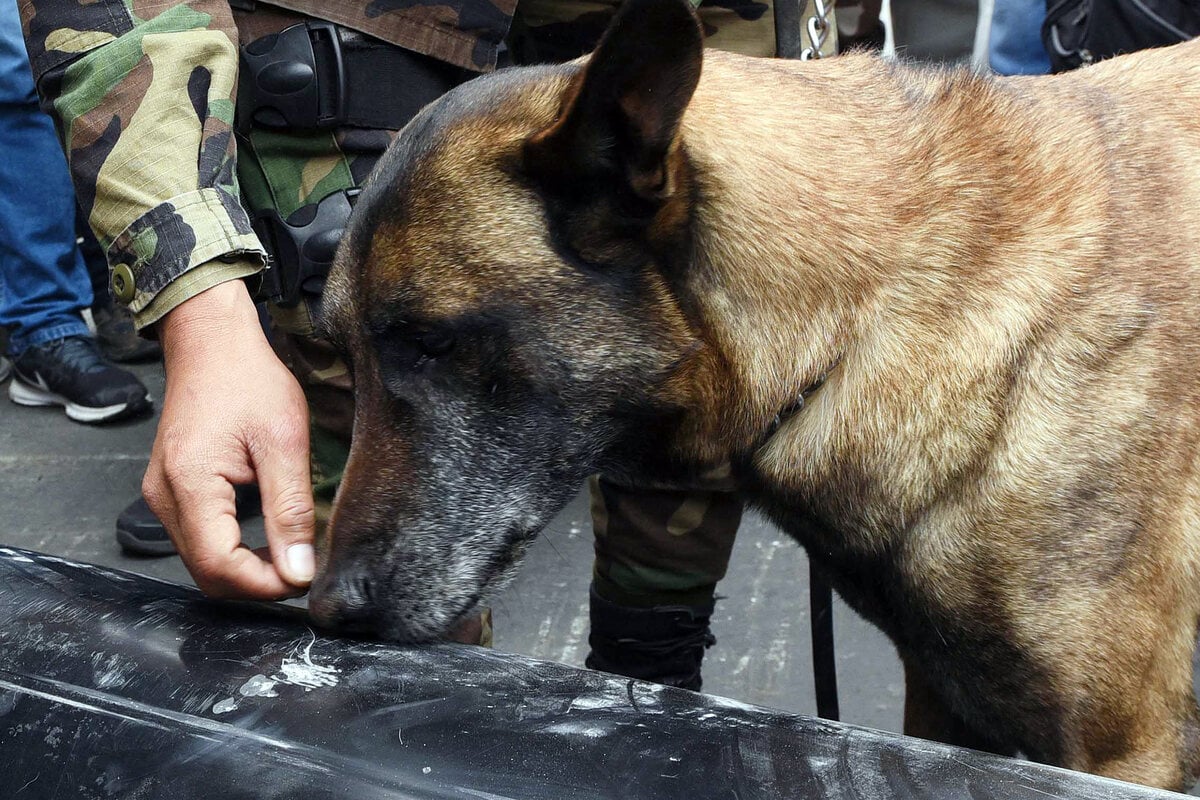 Drug sniffer dogs called in to patrol Cannes Film Festival's wild party ...