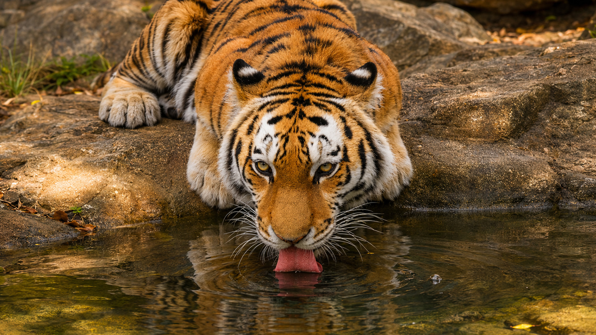 Camera trap captures intense eye contact from a wild Siberian tiger
