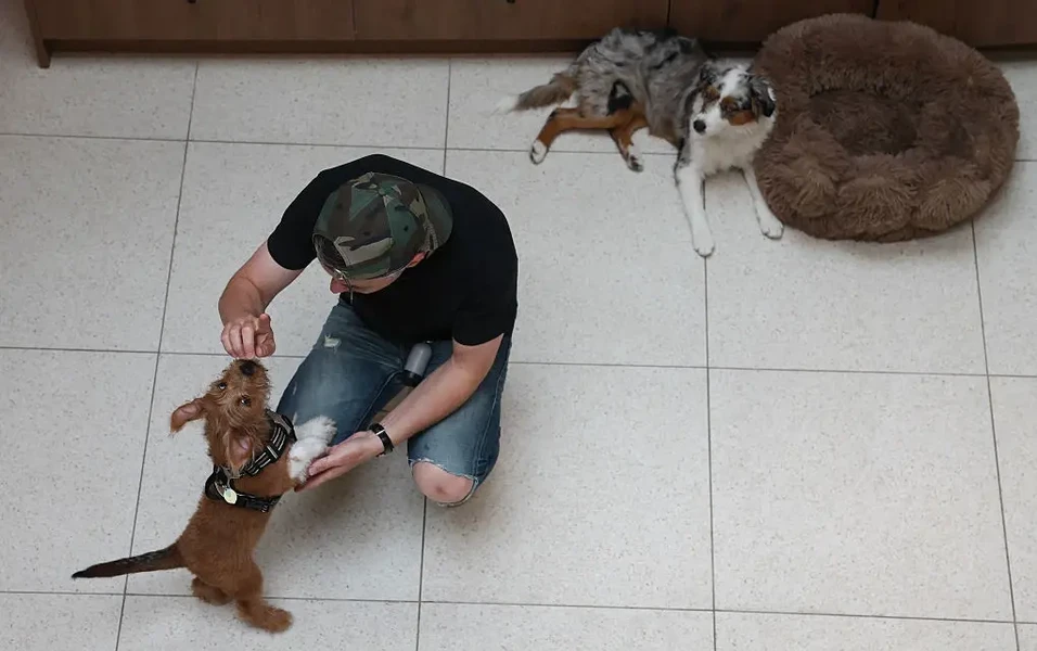 Bond better with your stubborn pup