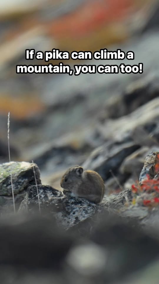 Tiny pikas showing off their adorable Alaska lives