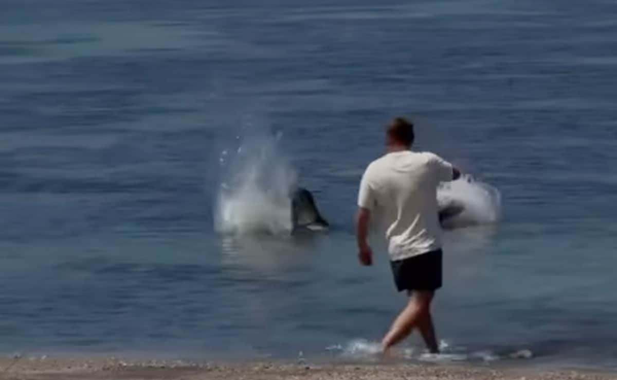 US man arrested after video shows he hurled rock at endangered seal in ...