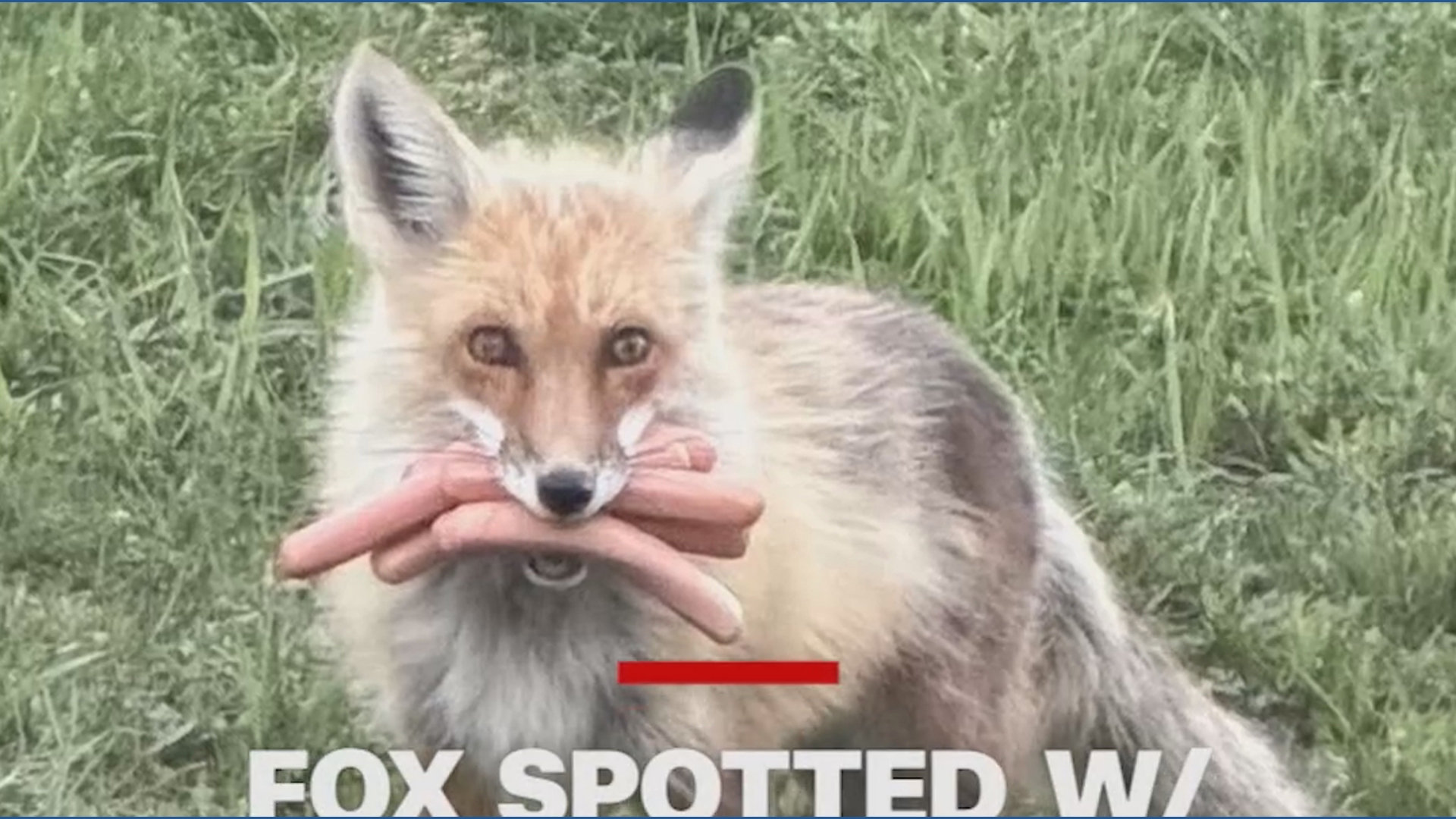 Unbelieveable: Fox spotted with mouthful of hotdogs