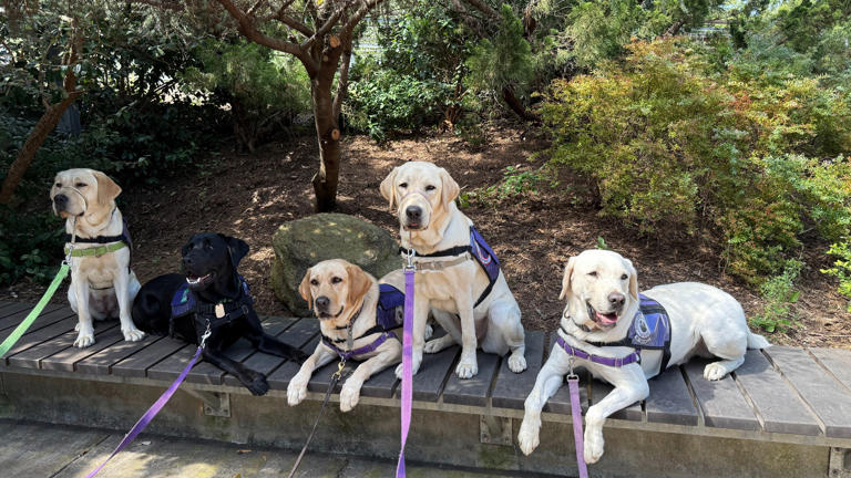 PAALS Puppy Partners program seeks foster homes to raise future service ...