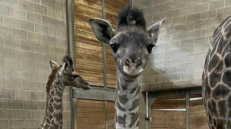 New exhibit in KC Zoo's Africa zone will get you nearly 'nose-to-nose ...
