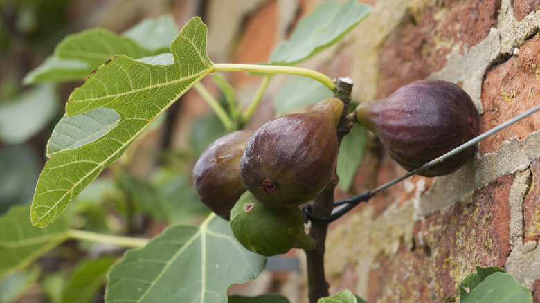 Fruit trees that produce the first year after transplanting
