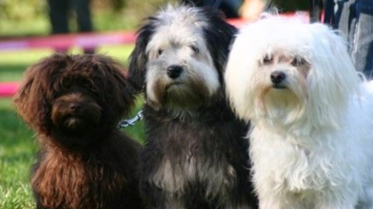 8 calm, low-energy dog breeds that are perfect for small homes and ...