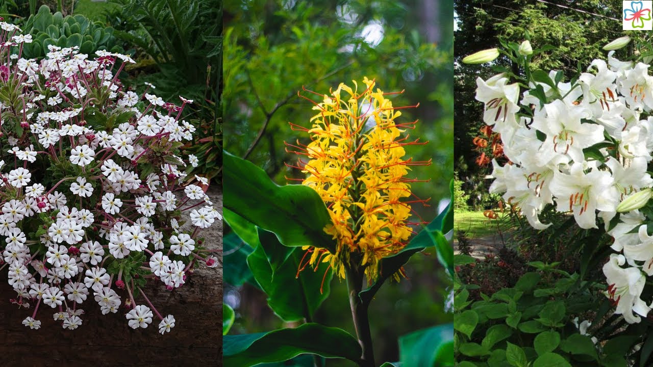 13 beautiful night blooming flowers that smell incredible