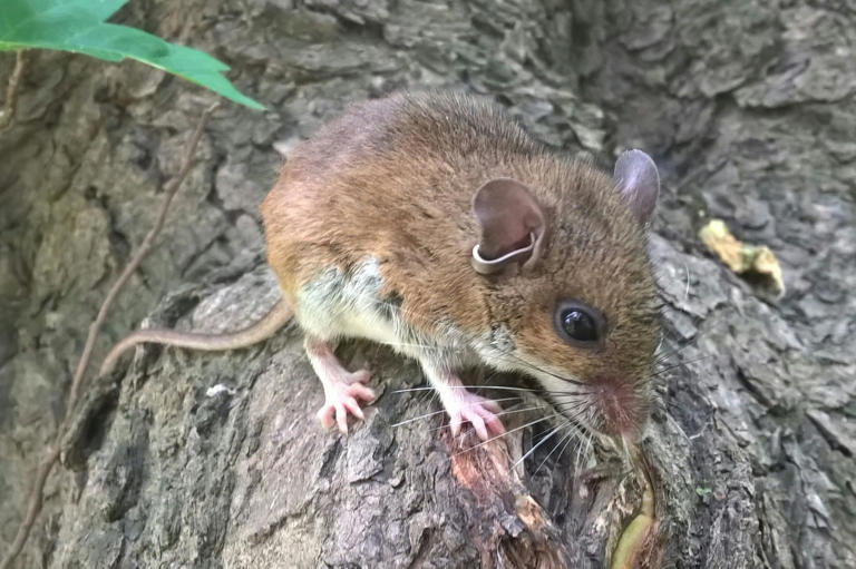 Hantavirus: A cruise ship, a deer mouse, and the fictional line between ...