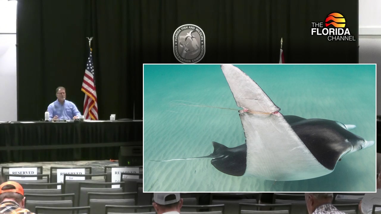 FWC approves new restrictions on giant manta ray captures in Florida ...