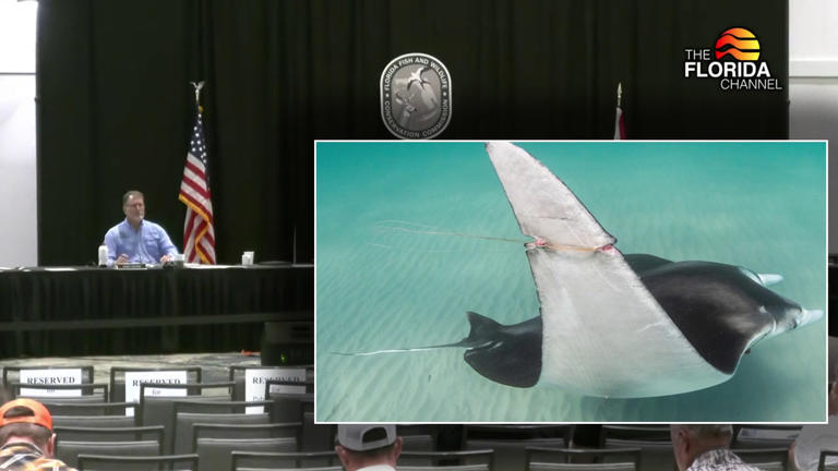 FWC approves new restrictions on giant manta ray captures in Florida ...