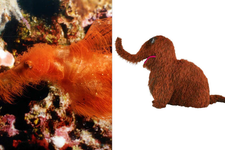 New species found after 25-year search and named after Sesame Street’s ...