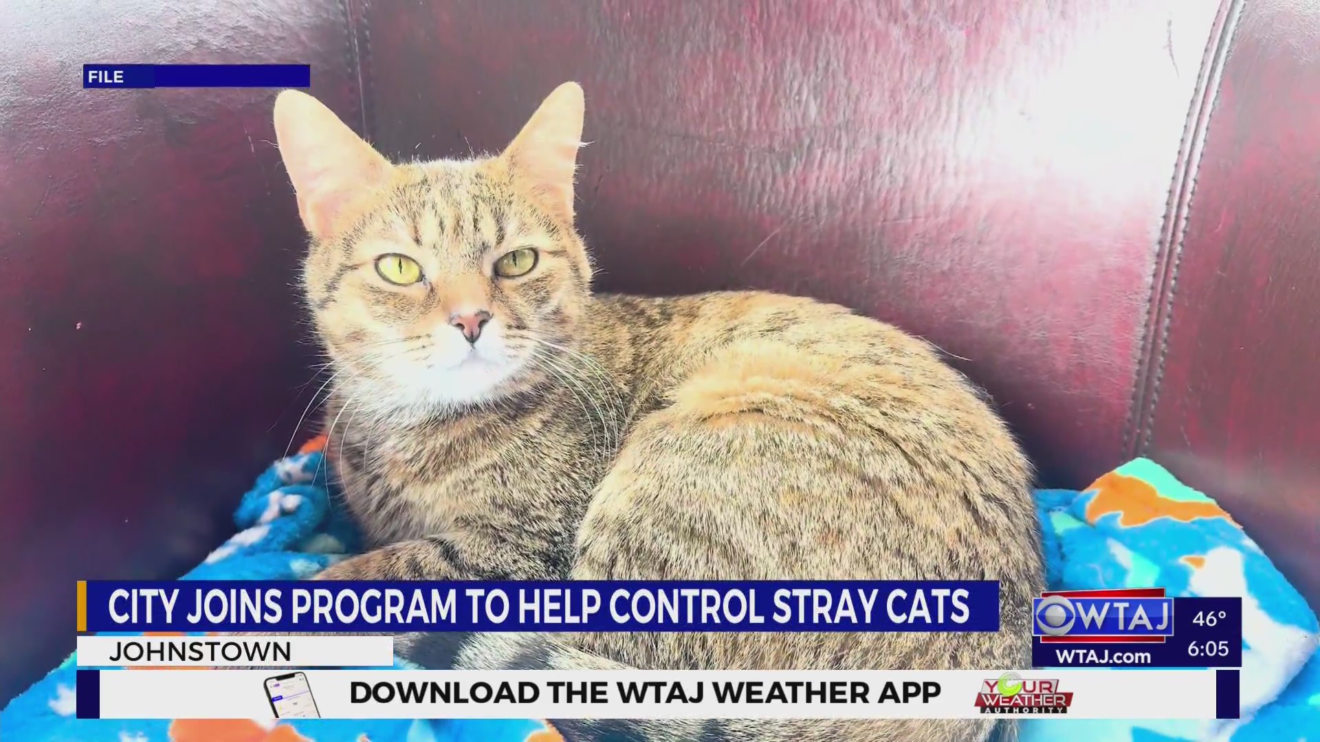 Johnstown to tackle stray cats through new pilot program