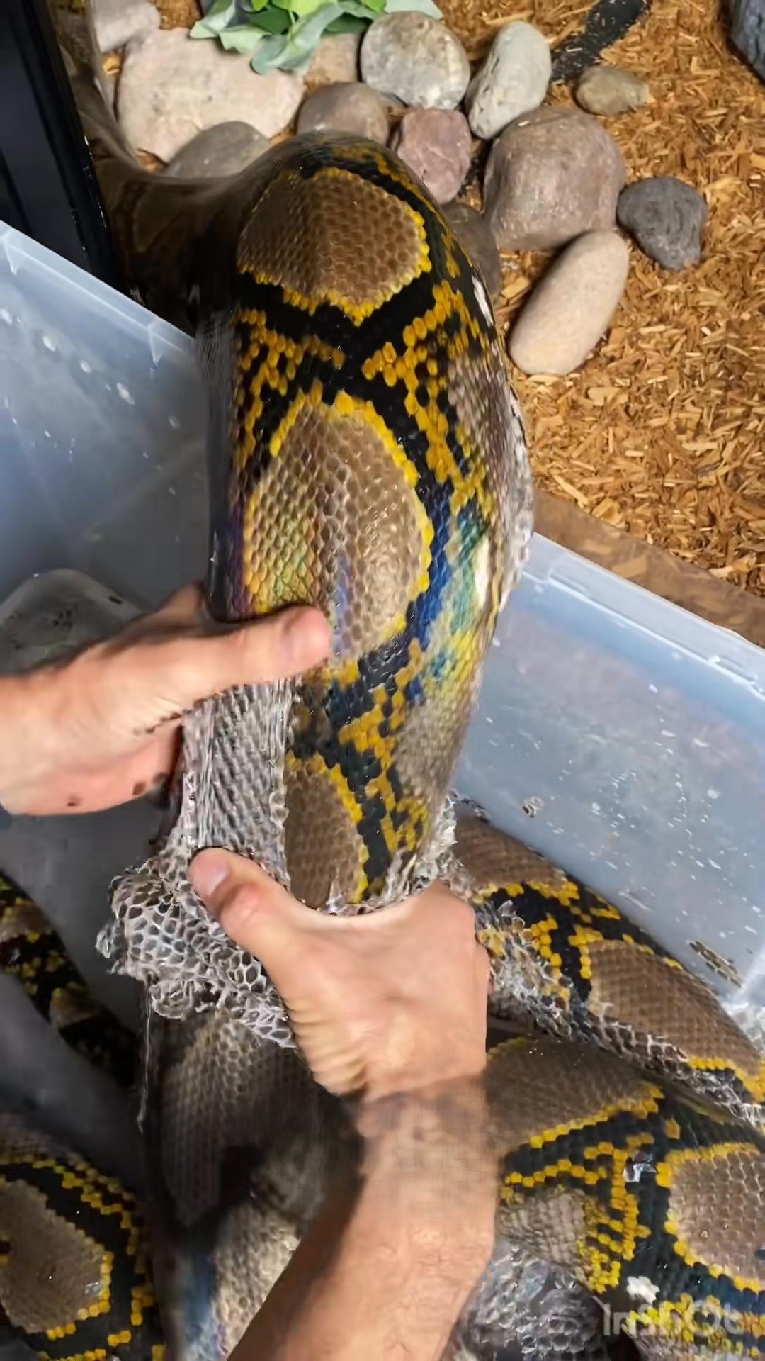 Jinx has a rough shed