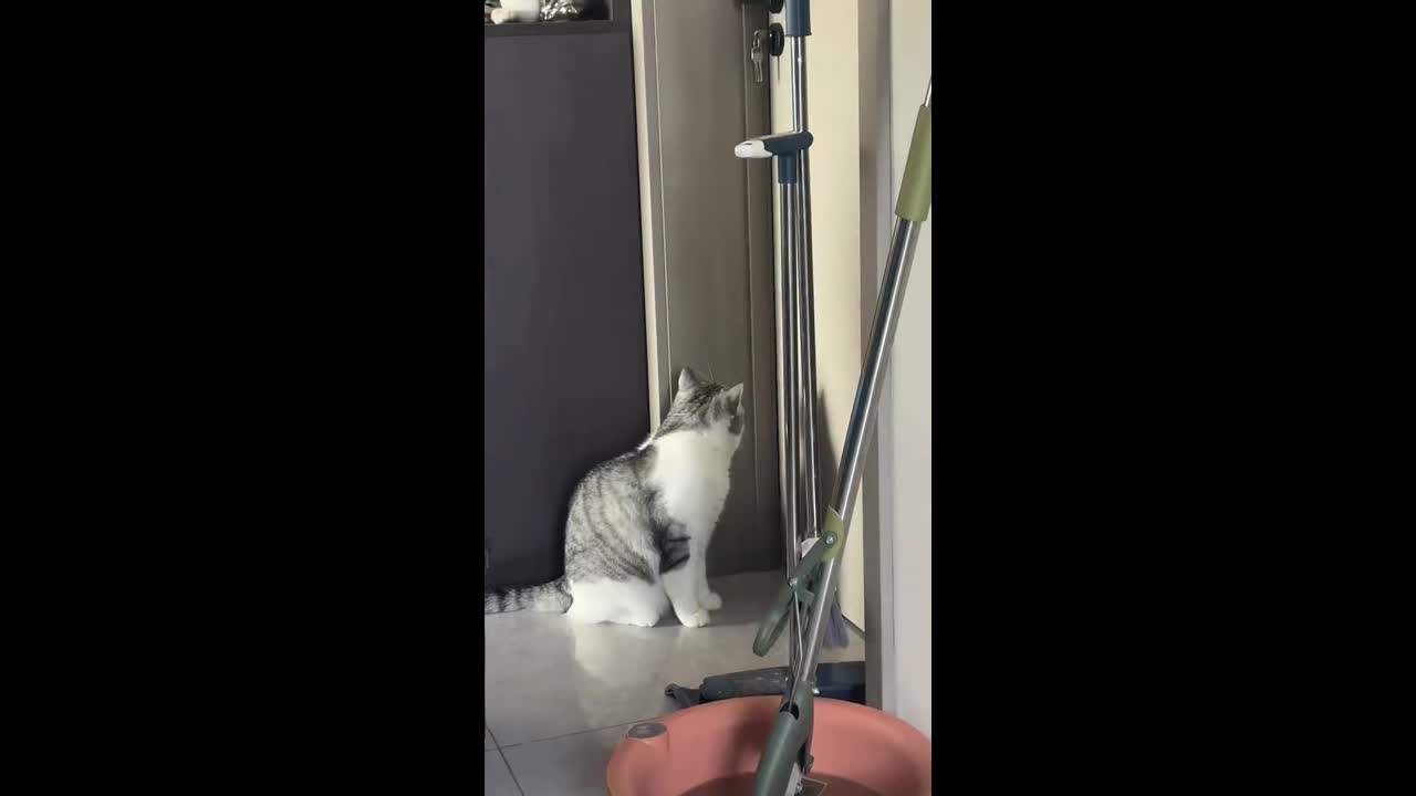 Timid Munchkin cat startled by popping sounds at home in Jilin, China