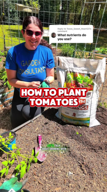 Organic fertilizer tips for growing healthy tomatoes