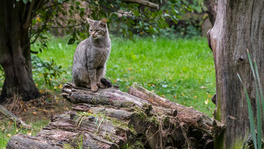 Decode your cat’s secret sleep life