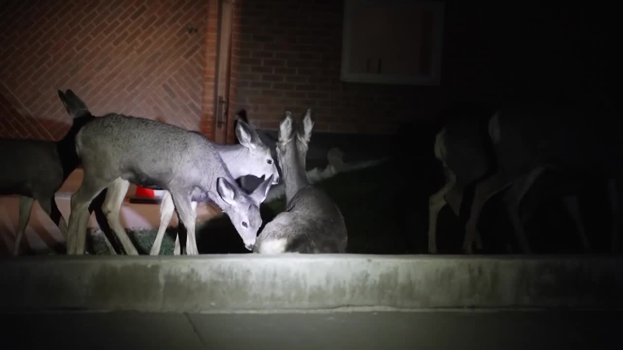 Deer-human conflicts drop despite higher population density