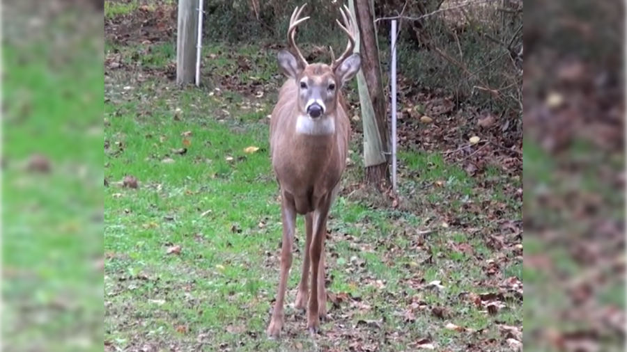 ‘More manageable’: New data shows progress in Hendersonville’s deer ...