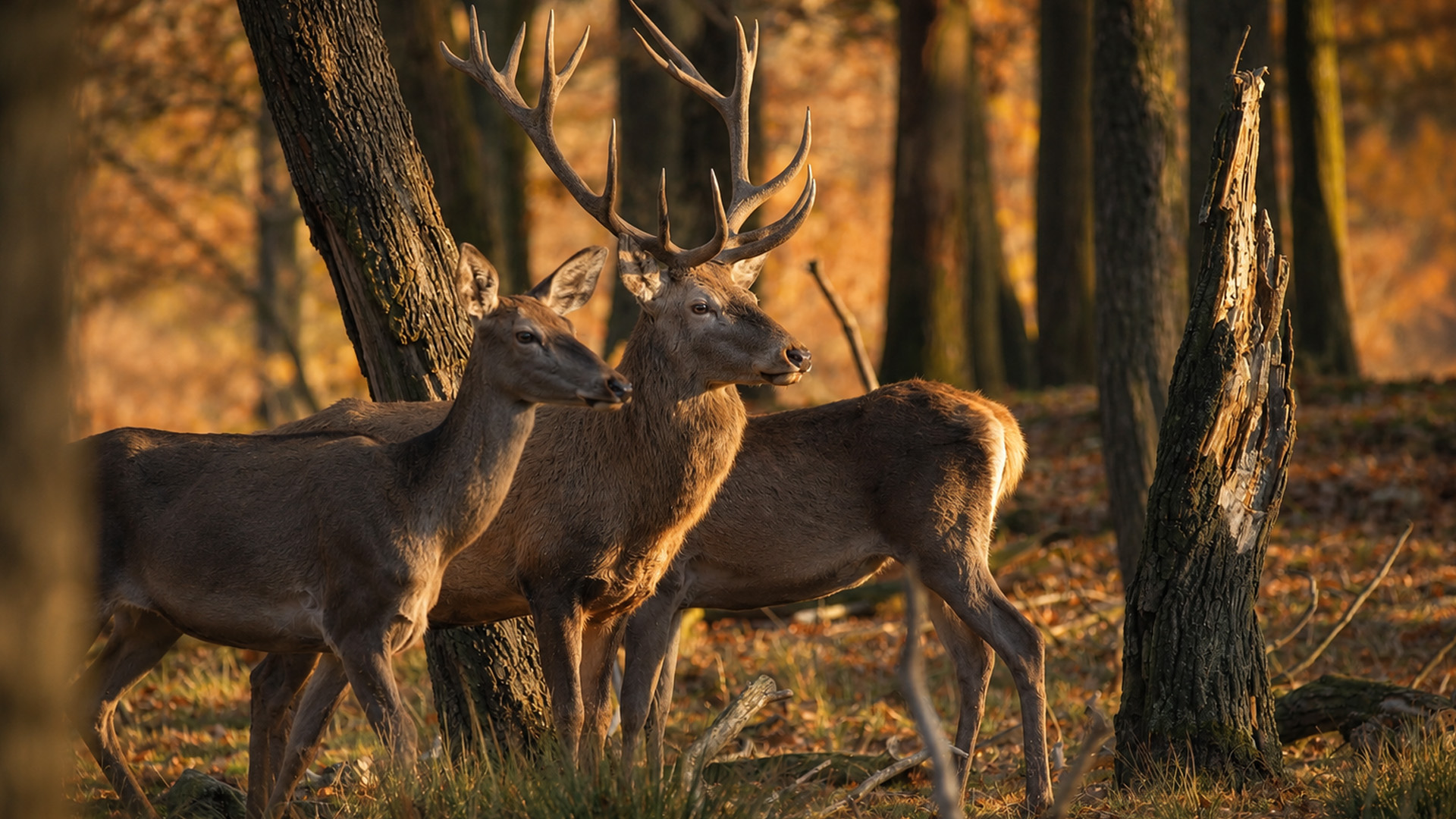 Camera trap reveals wild deer exploring forest during sunset light