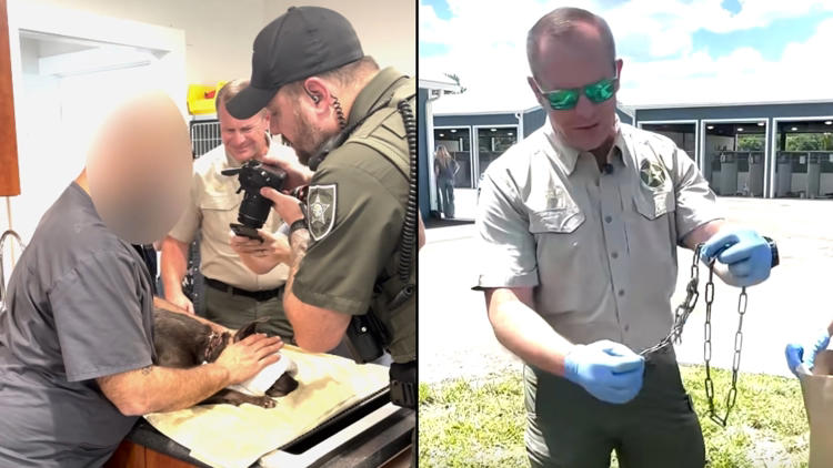 Rescued dog undergoes surgery to remove collar stuck in neck; others ...