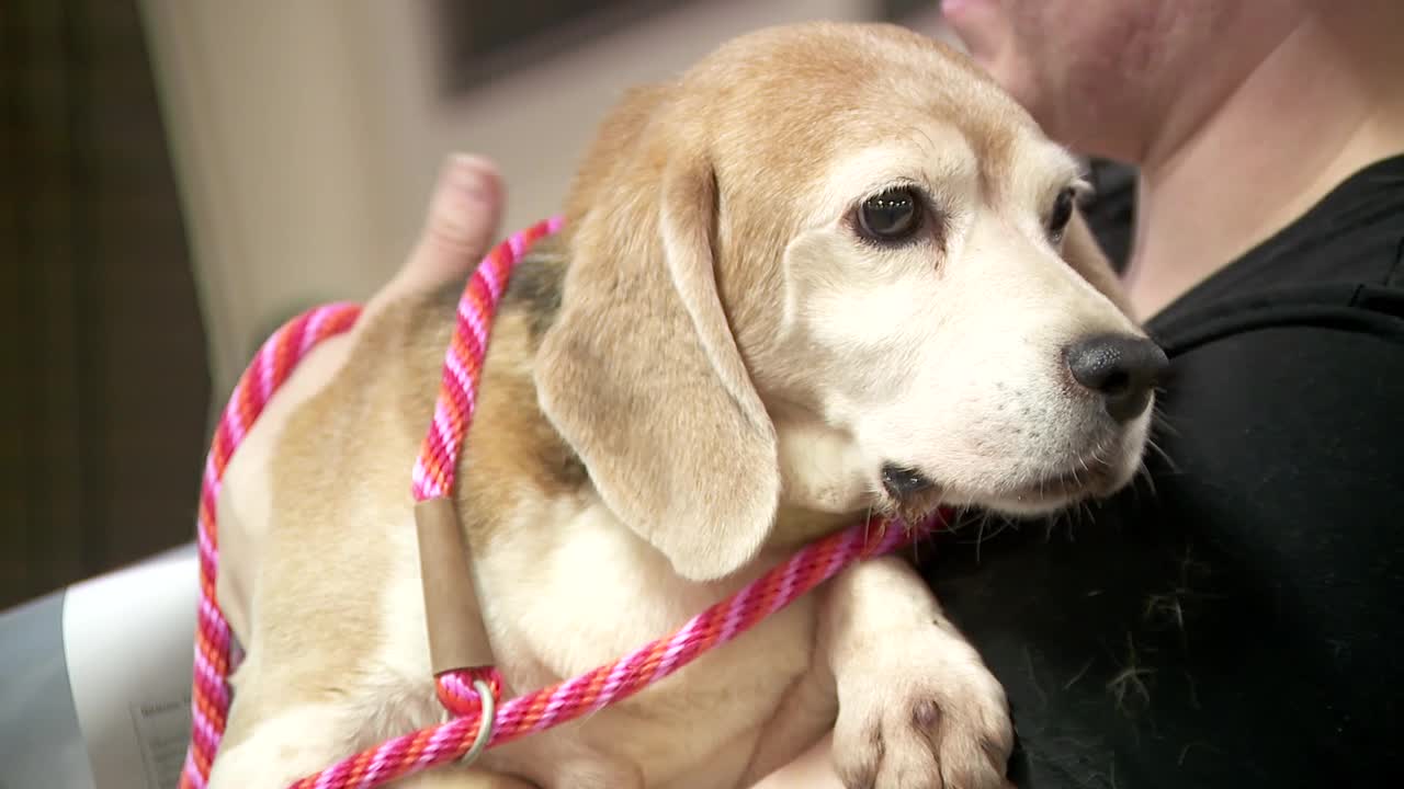 Rescued beagles one step closer to finding new homes in Twin Cities