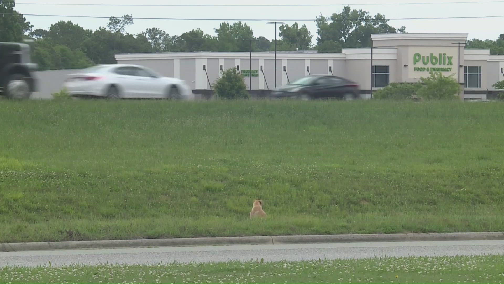 Alabama city withdraws proposal to shoot stray dogs after facing ...