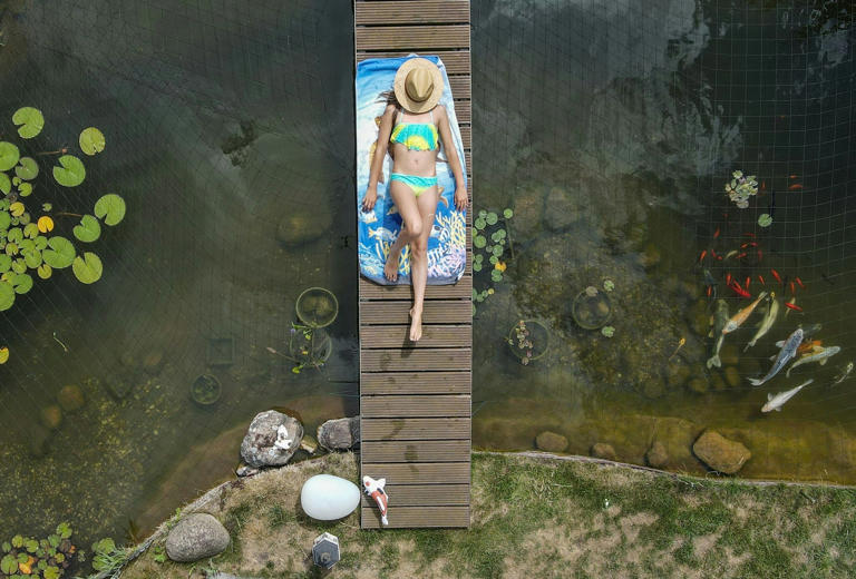 Ihr Teich in Gefahr: So schützen Sie Ihre Fische vor Hitze, Algen und ...