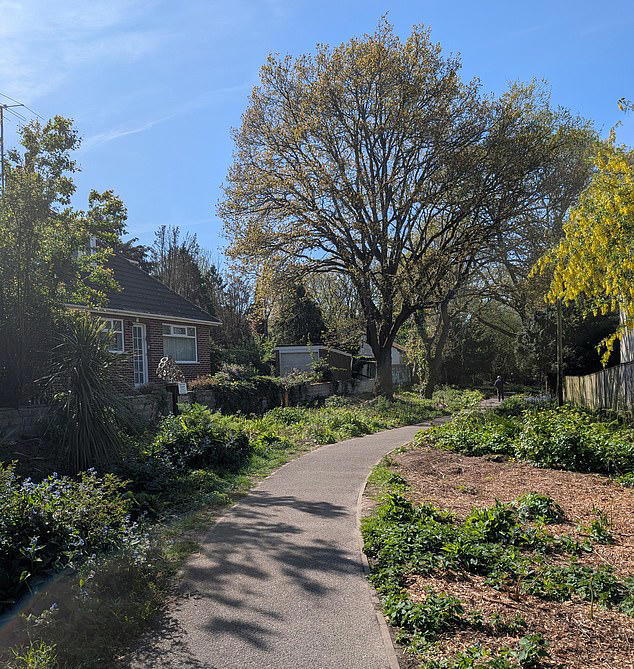 The green oasis, a haven for wildlife, destroyed by a single complaint ...