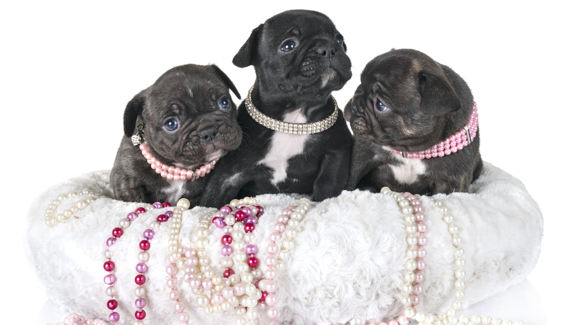The worst things about owning a dog