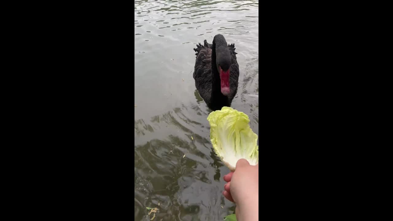 Black swan surprises woman while being fed Chinese cabbage in Beijing ...