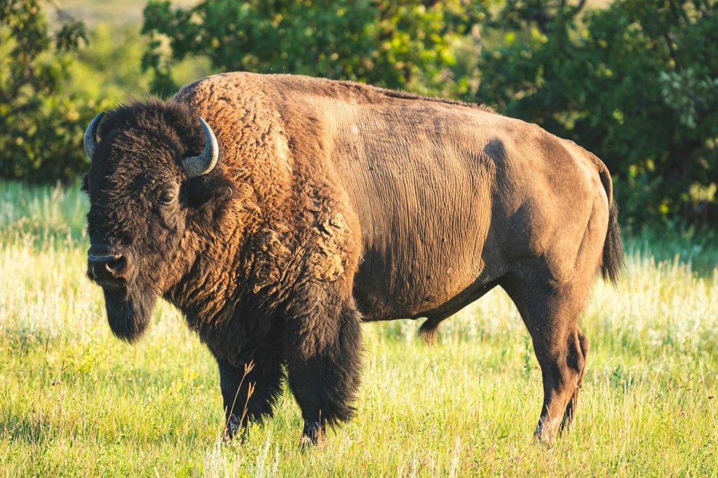 Fun facts about the American bison