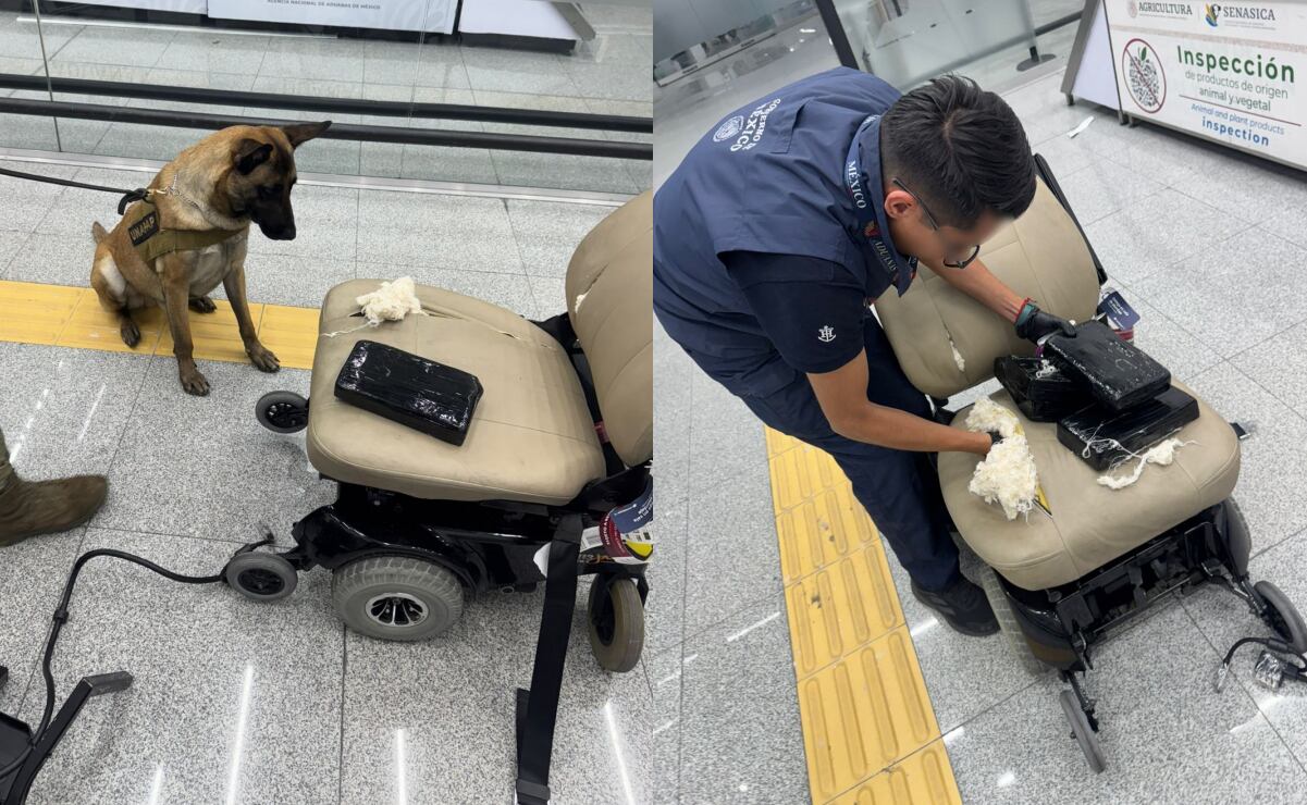 Binomio canino frustra tráfico de cocaína escondida en silla de ruedas ...