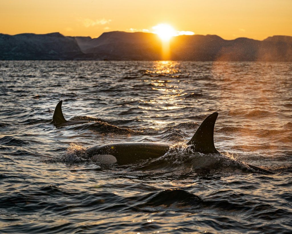 Why are orcas attacking boats? Scientists are still trying to understand