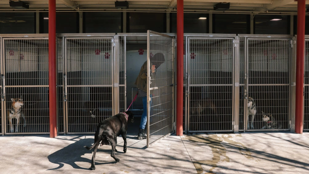 Raven adopted after 97 days in shelter care
