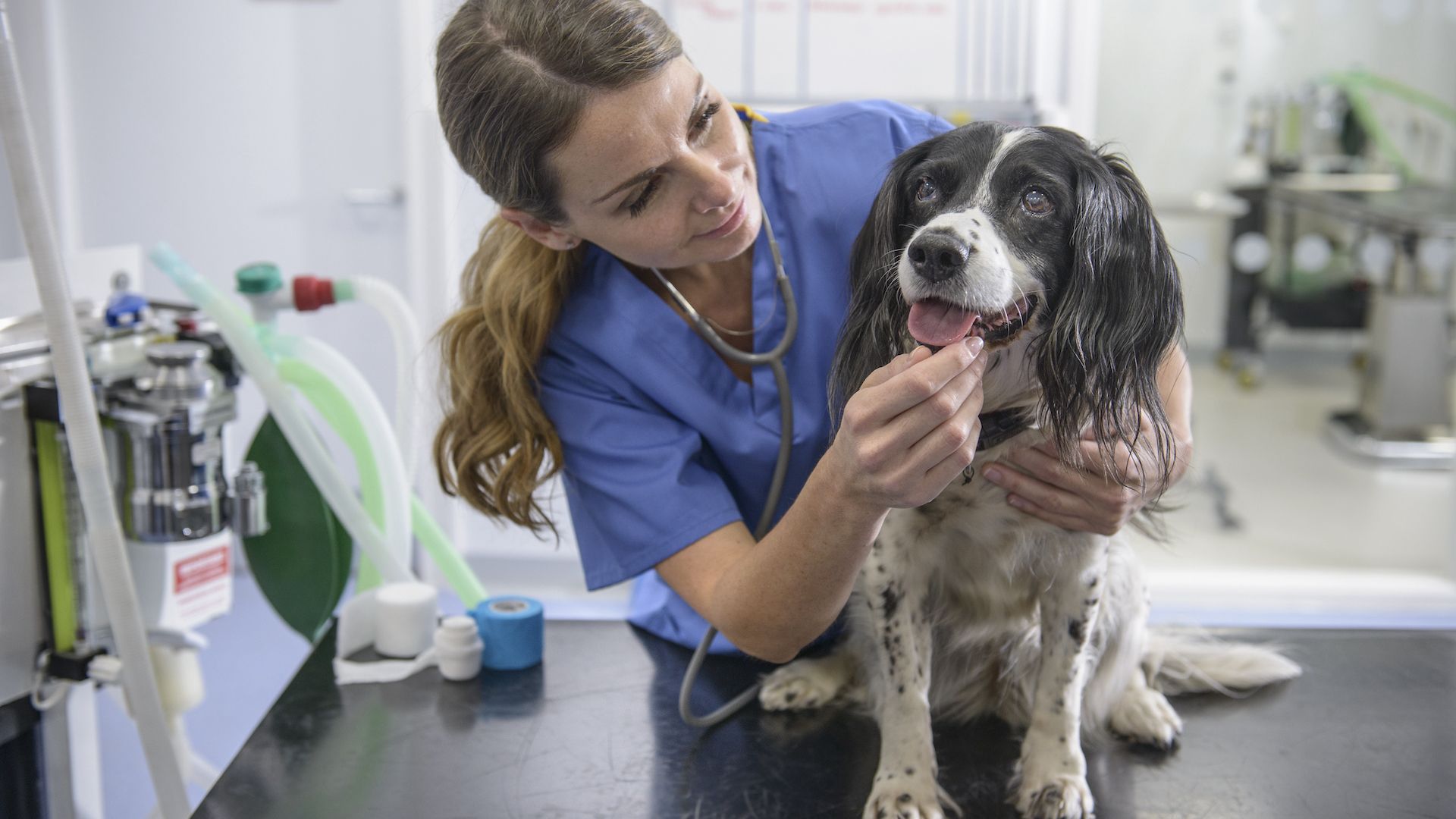 The worst things about owning a dog