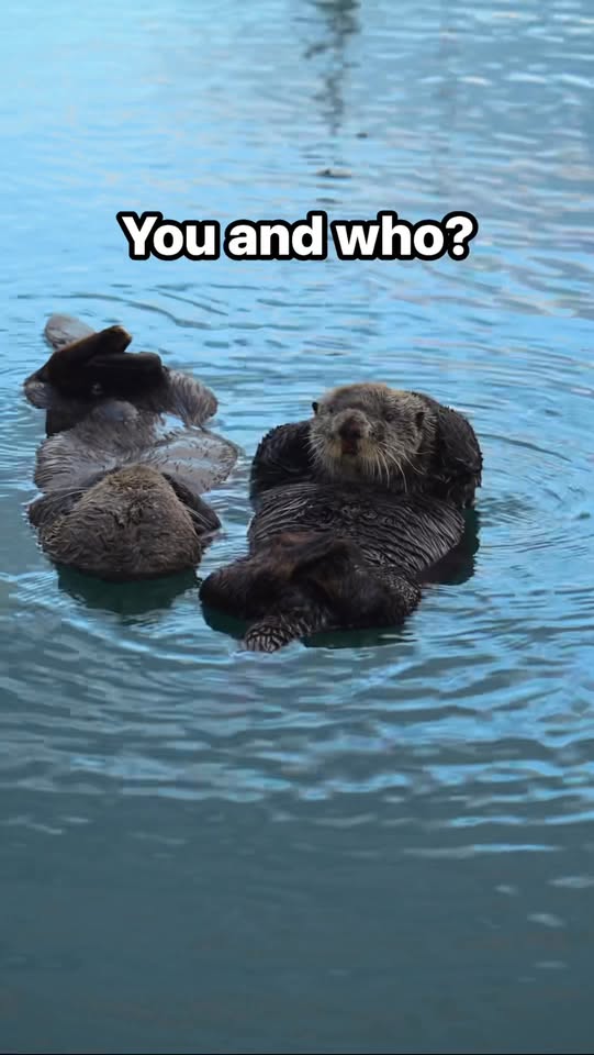 Playful otters floating together in Alaska’s waters