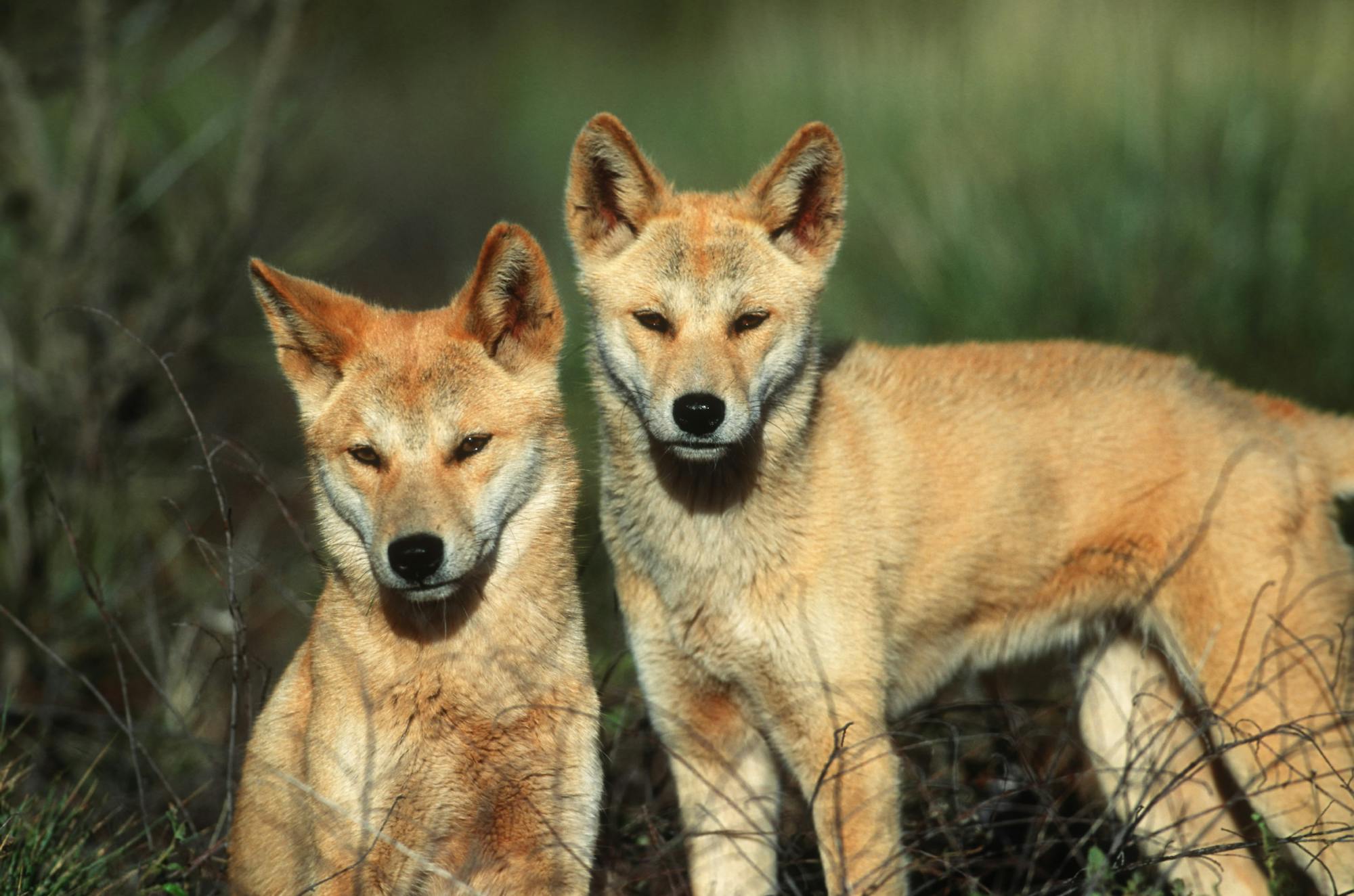 New DNA evidence shows dingoes are almost 90% pure – and fall into ...