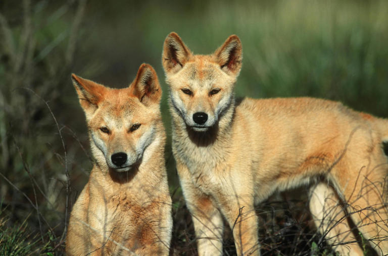 New DNA evidence shows dingoes are almost 90% pure – and fall into ...