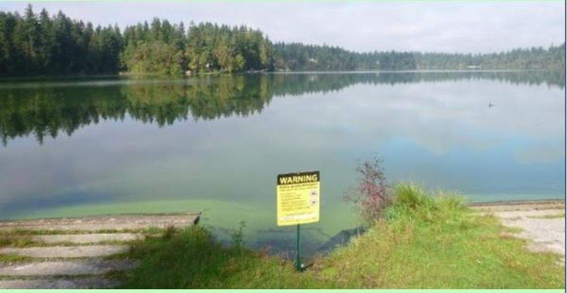 Toxic algae advisory in effect for Thurston County lake, officials warn