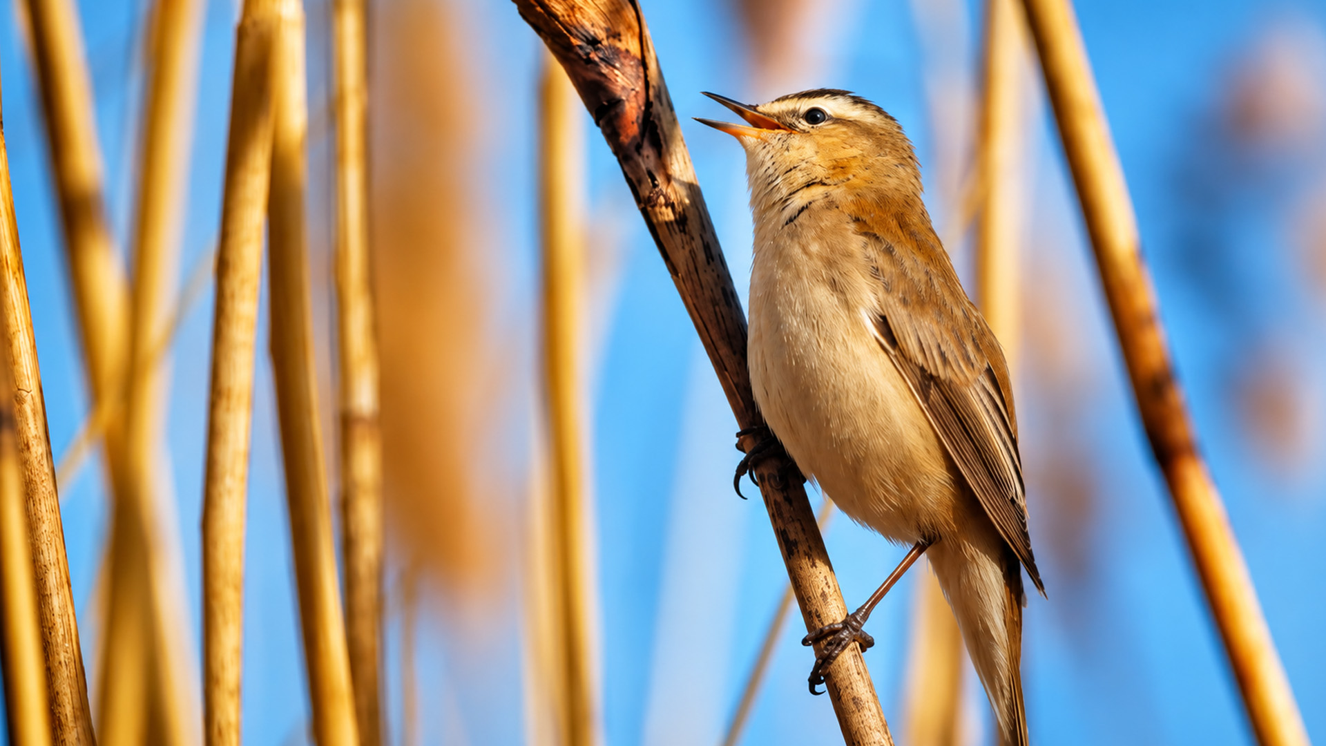 Hidden camera captures singing sedge warbler among tall reeds