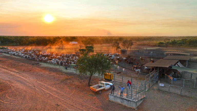 Federal Court rejects northern cattle industry's appeal over impact of ...