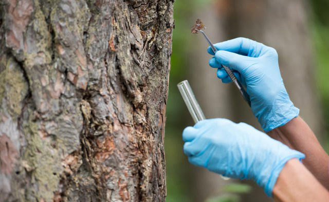 Which California species survive climate change may already be written ...