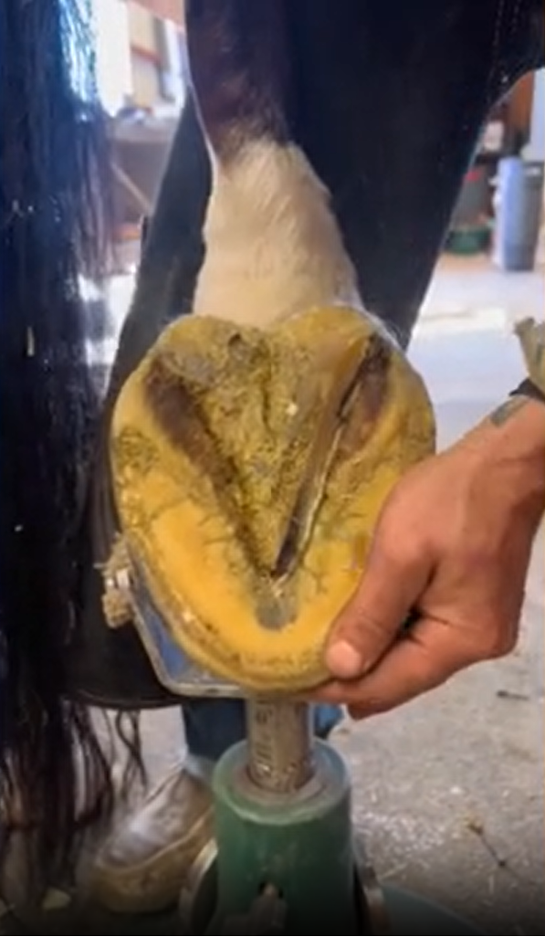 Nailed it! A day in the life of a farrier