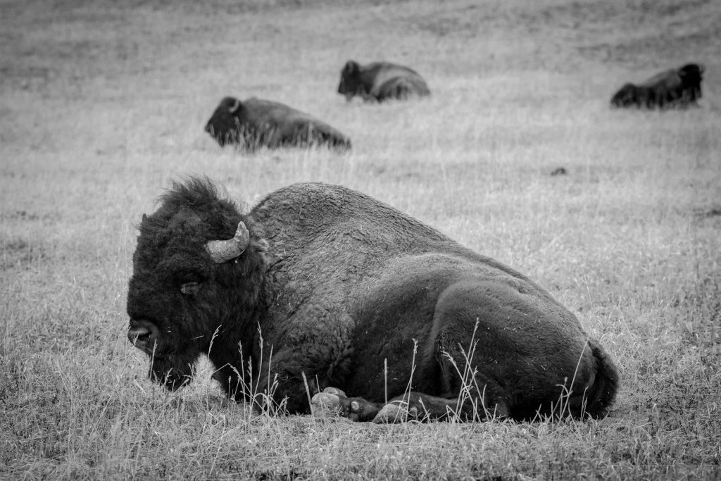 Fun facts about the American bison
