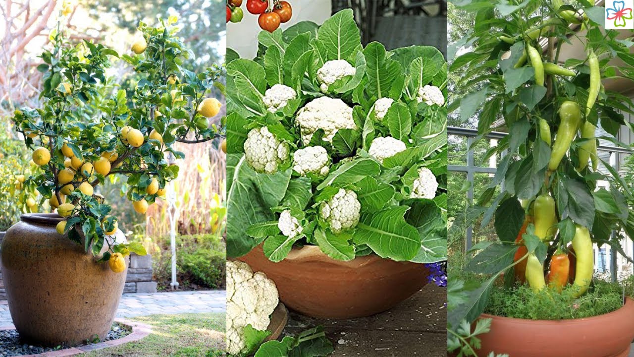 26 easy vegetables that thrive in pots and containers