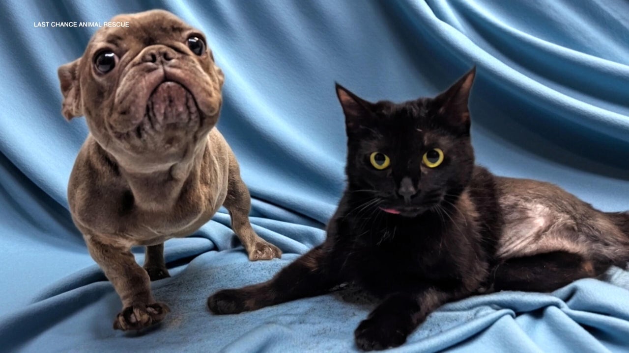 How a 3-legged dog and 3-legged cat found their forever home